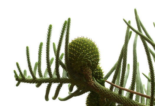 Imágenes de "Triangle Tree": descubre bancos de fotos, ilustraciones ...