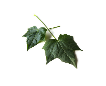 Chaya Bilder – Durchsuchen 1,241 Archivfotos, Vektorgrafiken und Videos ...