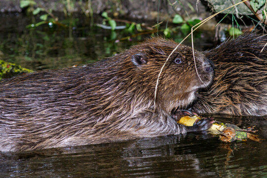 「Castorimorpha」の写真素材 | 79件の無料イラスト画像 | Adobe Stock