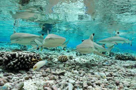 Haiflosse 이미지 – 찾아보기 101 스톡 사진, 벡터 및 비디오 | Adobe Stock