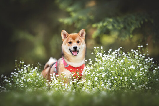 Shiba Run Bilder – Durchsuchen 1,446 Archivfotos, Vektorgrafiken und ...