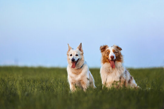 Jagdhundrasse Bilder – Durchsuchen 76,969 Archivfotos, Vektorgrafiken ...