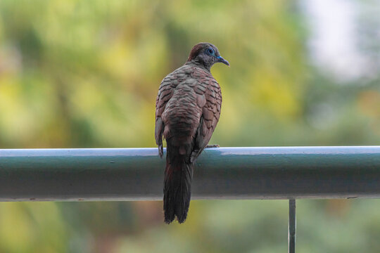 รูปภาพKurokutok – เลือกดูภาพถ่ายสต็อก เวกเตอร์ และวิดีโอ1,546 | Adobe Stock
