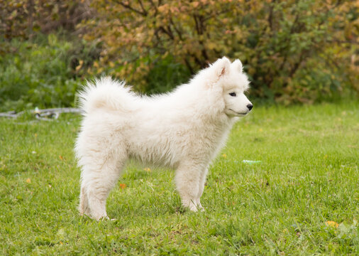 รูปภาพ"Sammy – เลือกดูภาพถ่ายสต็อก เวกเตอร์ และวิดีโอ1,403 | Adobe Stock