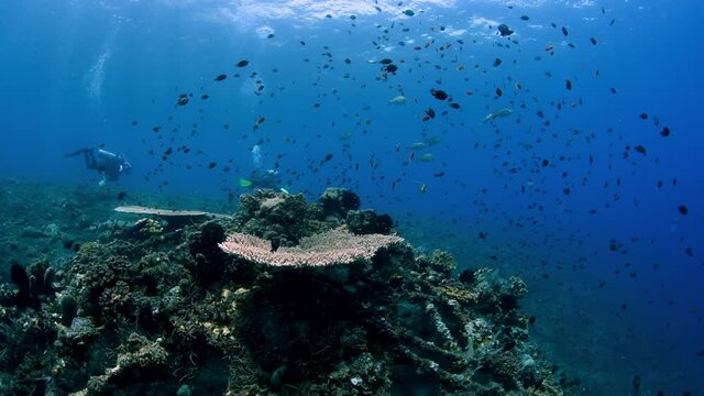 Reff Bilder – Durchsuchen 45,336 Archivfotos, Vektorgrafiken und Videos ...