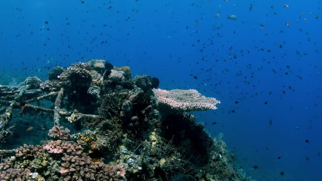 Reff Bilder – Durchsuchen 45,336 Archivfotos, Vektorgrafiken und Videos ...