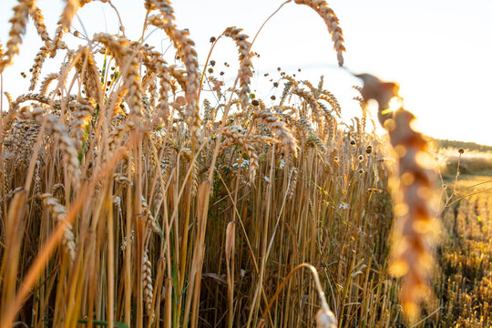 Weichweizen Bilder – Durchsuchen 41,400 Archivfotos, Vektorgrafiken und ...