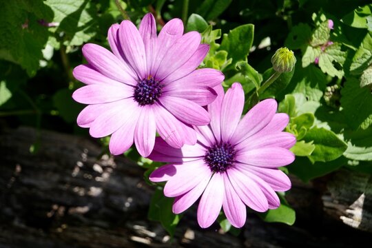 Kapblume Images – Browse 4 Stock Photos, Vectors, and Video | Adobe Stock