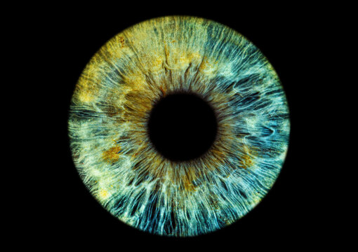 รูปภาพ"Auge – เลือกดูภาพถ่ายสต็อก เวกเตอร์ และวิดีโอ191,352 | Adobe Stock