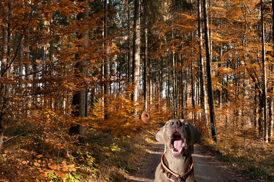 รูปภาพSchnappen – เลือกดูภาพถ่ายสต็อก เวกเตอร์ และวิดีโอ848 | Adobe Stock