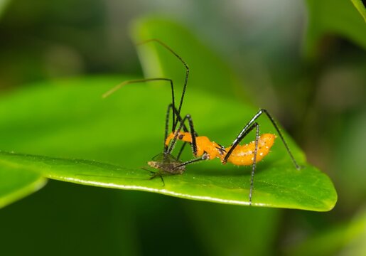 รูปภาพHarpactorinae – เลือกดูภาพถ่ายสต็อก เวกเตอร์ และวิดีโอ81 | Adobe ...
