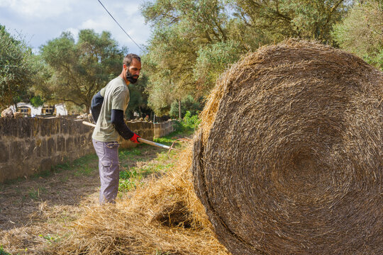 Heu Bilder – Durchsuchen 564,689 Archivfotos, Vektorgrafiken und Videos ...