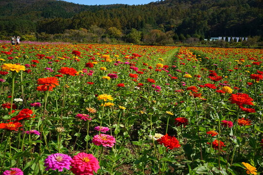 「ガーベラ畑」の画像 - 7,764 件の Stock 写真、ベクターおよびビデオ | Adobe Stock