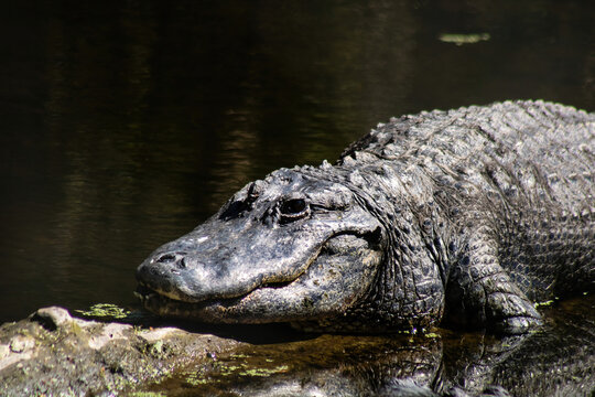 รูปภาพAlligators – เลือกดูภาพถ่ายสต็อก เวกเตอร์ และวิดีโอ121,548 ...