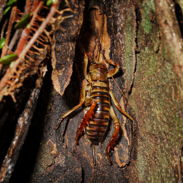 รูปภาพSprickets – เลือกดูภาพถ่ายสต็อก เวกเตอร์ และวิดีโอ175 | Adobe Stock