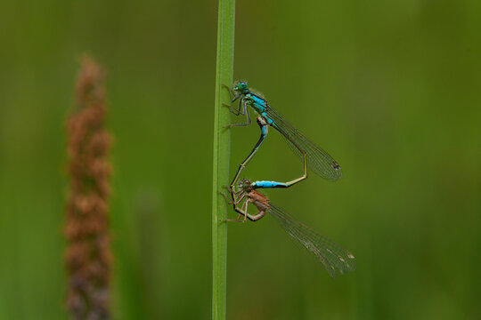 Kopulation Images – Parcourir 827 le catalogue de photos, vecteurs et ...