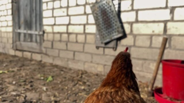 Chicken-Farm Images – Browse 15 Stock Photos, Vectors, and Video ...