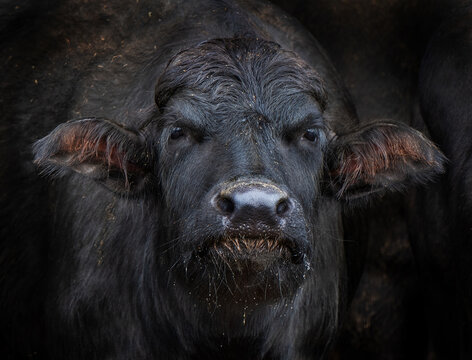 「Carabeef」の画像 - 327 件の Stock 写真、ベクターおよびビデオ | Adobe Stock