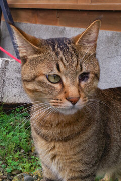 Pfettenkopf Bilder – Durchsuchen 717 Archivfotos, Vektorgrafiken und ...