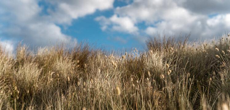 รูปภาพAotearoa – เลือกดูภาพถ่ายสต็อก เวกเตอร์ และวิดีโอ18,284 | Adobe Stock