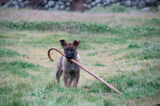 Garrota Images – Browse 24 Stock Photos, Vectors, and Video | Adobe Stock