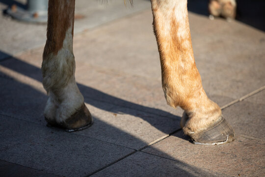 Forelegs Images – Browse 3,861 Stock Photos, Vectors, and Video | Adobe ...