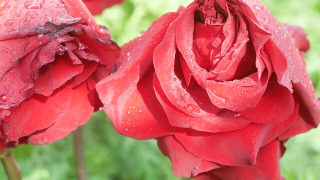 "Dead Flower" Images – Browse 657 Stock Photos, Vectors, and Video ...