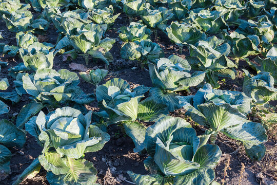 "Cabbage Stalk" Images – Browse 138 Stock Photos, Vectors, and Video ...