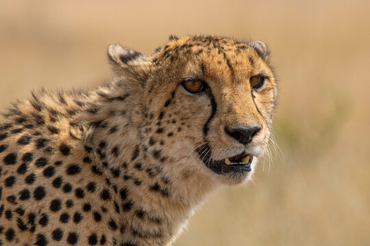 รูปภาพGeparden – เลือกดูภาพถ่ายสต็อก เวกเตอร์ และวิดีโอ520 | Adobe Stock