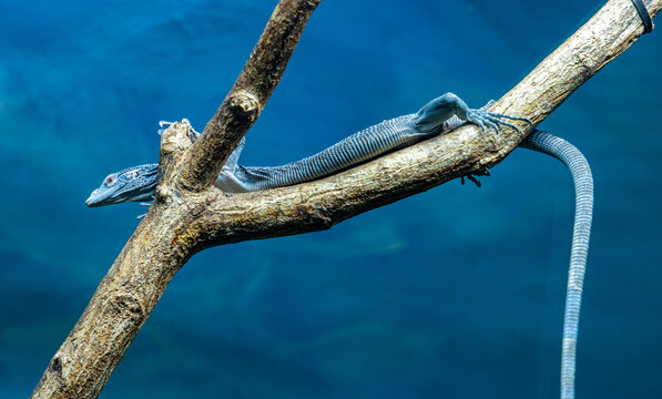 "Timor Tree Monitor" Images – Browse 106 Stock Photos, Vectors, and ...