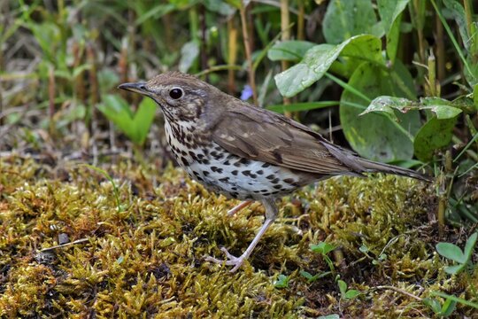 "Grive Draine" Images – Browse 48 Stock Photos, Vectors, and Video ...