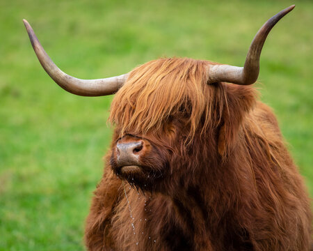 รูปภาพ"Scottish Cattle" – เลือกดูภาพถ่ายสต็อก เวกเตอร์ และวิดีโอ358 ...
