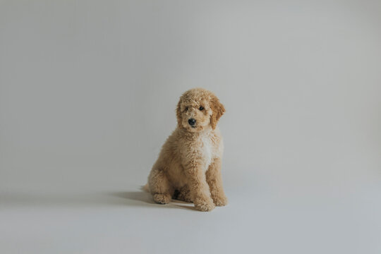Gray White Labradoodle