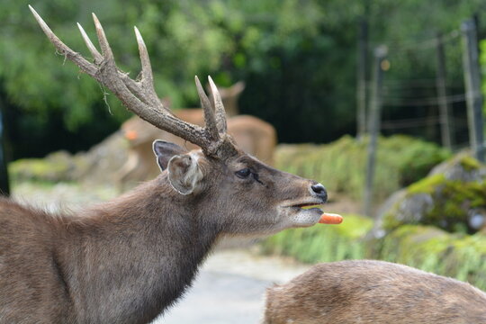Javan Images – Parcourir 2,941 le catalogue de photos, vecteurs et ...