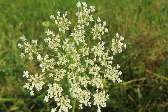 Prionia Bilder – Durchsuchen 168 Archivfotos, Vektorgrafiken und Videos ...