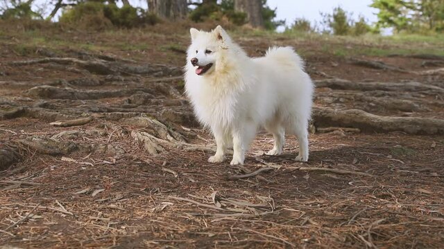 "Japanese Spitz" Images – Parcourir 922 le catalogue de photos ...
