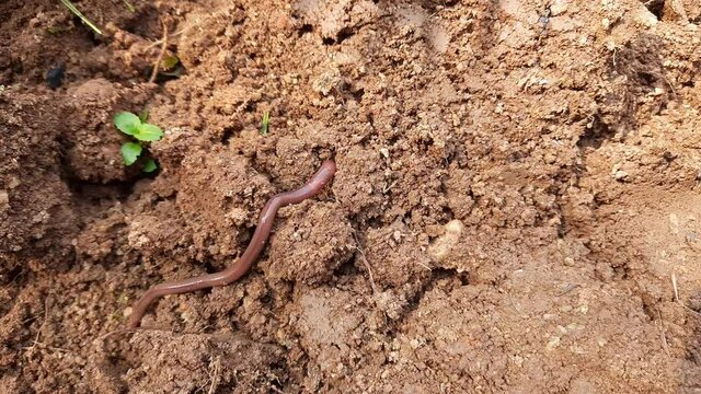 "Phylum Annelida" Images – Browse 2,228 Stock Photos, Vectors, and ...