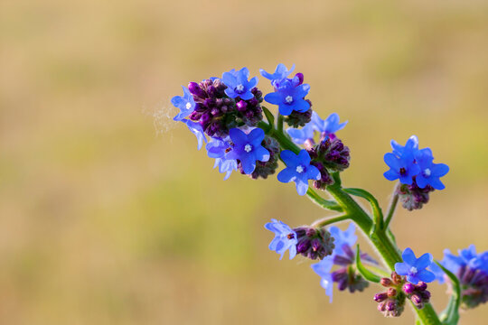 รูปภาพ"Italian Bugloss" – เลือกดูภาพถ่ายสต็อก เวกเตอร์ และวิดีโอ1,903 ...