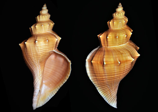 Koncha Bilder – Durchsuchen 177 Archivfotos, Vektorgrafiken und Videos ...