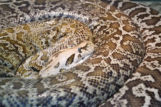 รูปภาพNon-Venomous – เลือกดูภาพถ่ายสต็อก เวกเตอร์ และวิดีโอ4,476 ...