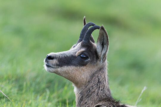 Gamswild Bilder – Durchsuchen 24,839 Archivfotos, Vektorgrafiken und ...