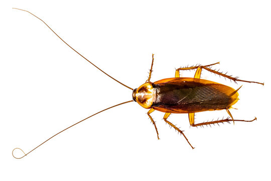 Cancrelat Images – Browse 74 Stock Photos, Vectors, and Video | Adobe Stock