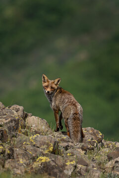 Leisefuchs Bilder – Durchsuchen 468 Archivfotos, Vektorgrafiken und ...