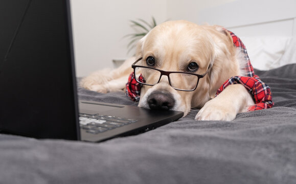 Tired Dog Computer