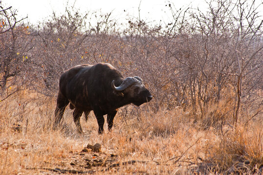 「Buffelo」の画像 - 112 件の Stock 写真、ベクターおよびビデオ | Adobe Stock