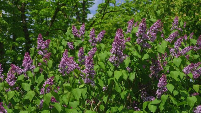 Srubs Images – Browse 426 Stock Photos, Vectors, and Video | Adobe Stock