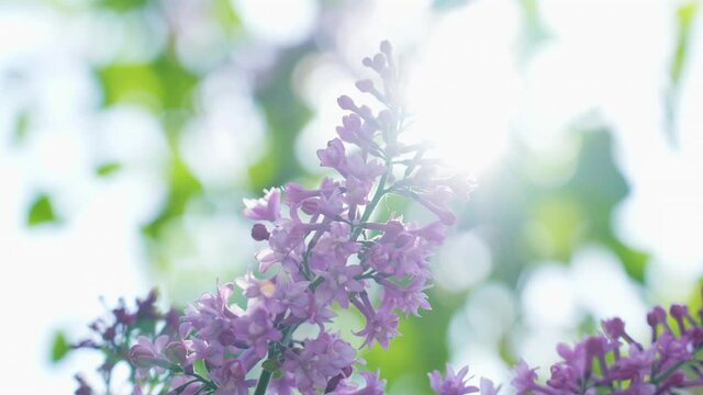 Srubs Images – Browse 426 Stock Photos, Vectors, and Video | Adobe Stock