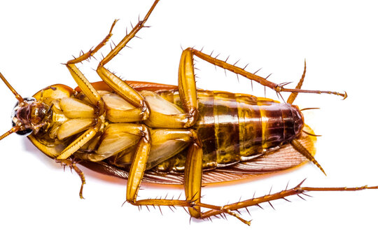 Cancrelat Images – Browse 37 Stock Photos, Vectors, and Video | Adobe Stock