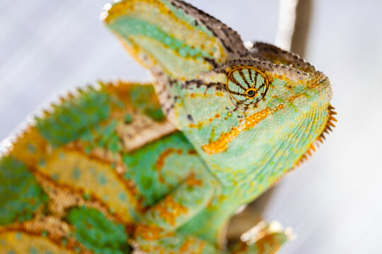 Prellen Bilder – Durchsuchen 1,644 Archivfotos, Vektorgrafiken und ...