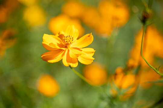 "Yellow Cosmos" Images – Browse 11,918 Stock Photos, Vectors, and Video ...